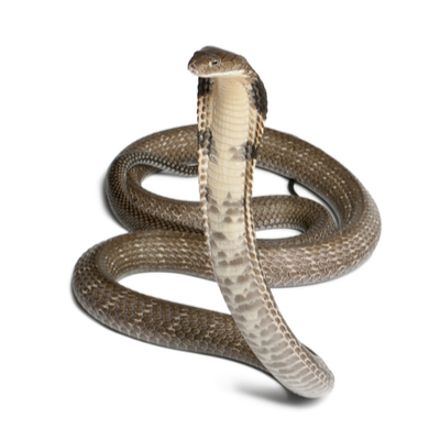 Buy Snakes Control Products Products- Snakes Control Products