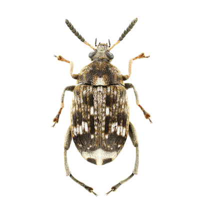 Buy Weevil Control Products Products- Weevil Control Products